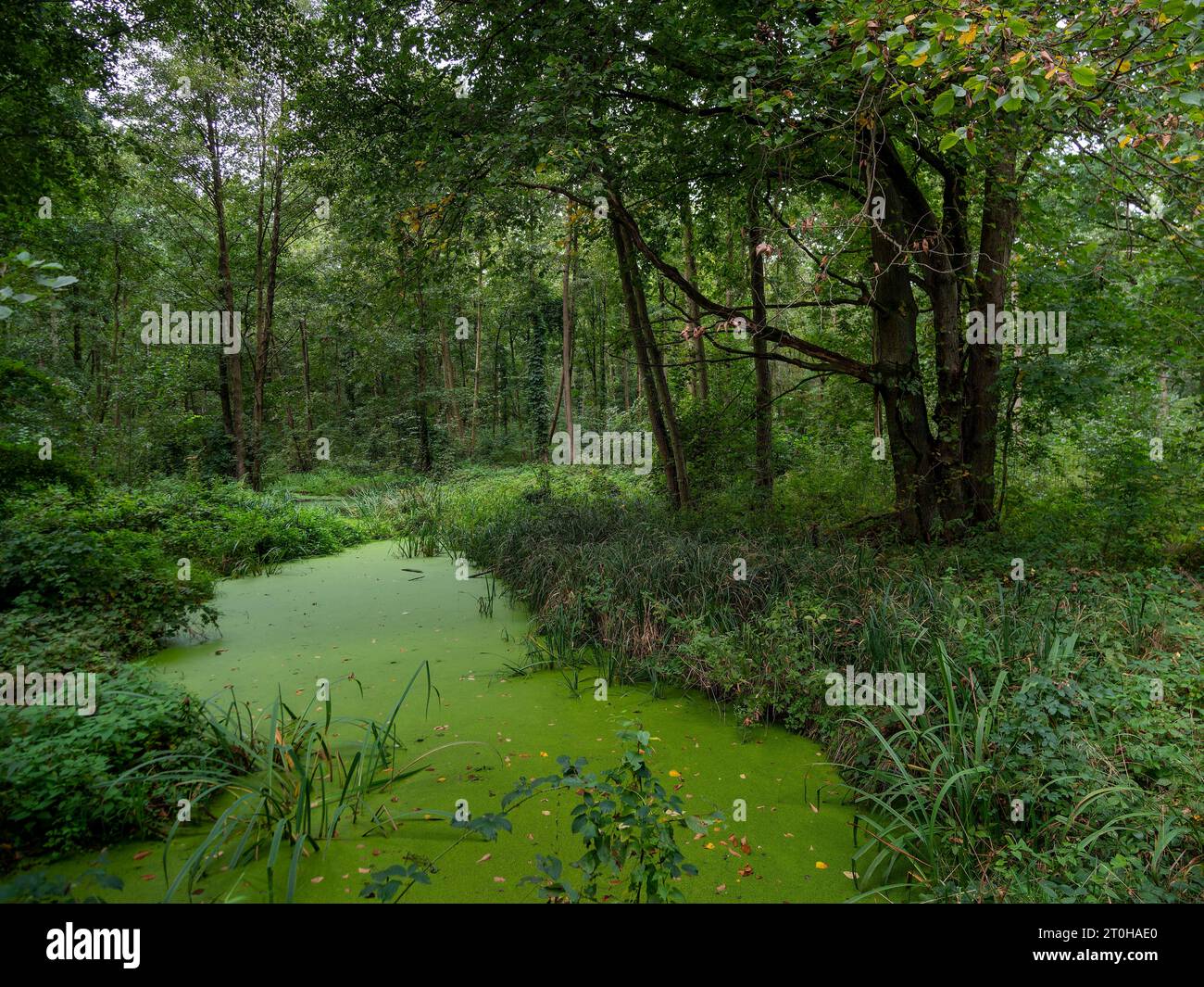 Old river arm and pond with duckweed in the Spreewald Biosphere Reserve ...