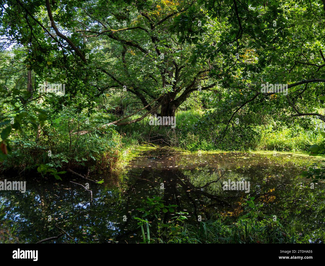 Old river arm and pond, old oak, in the Spreewald biosphere reserve ...