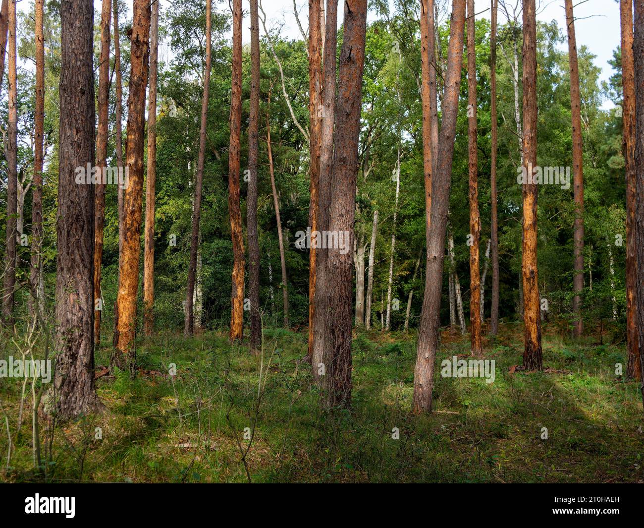 Bark beetle in pine forest, trees and tree trunks infested by pests ...