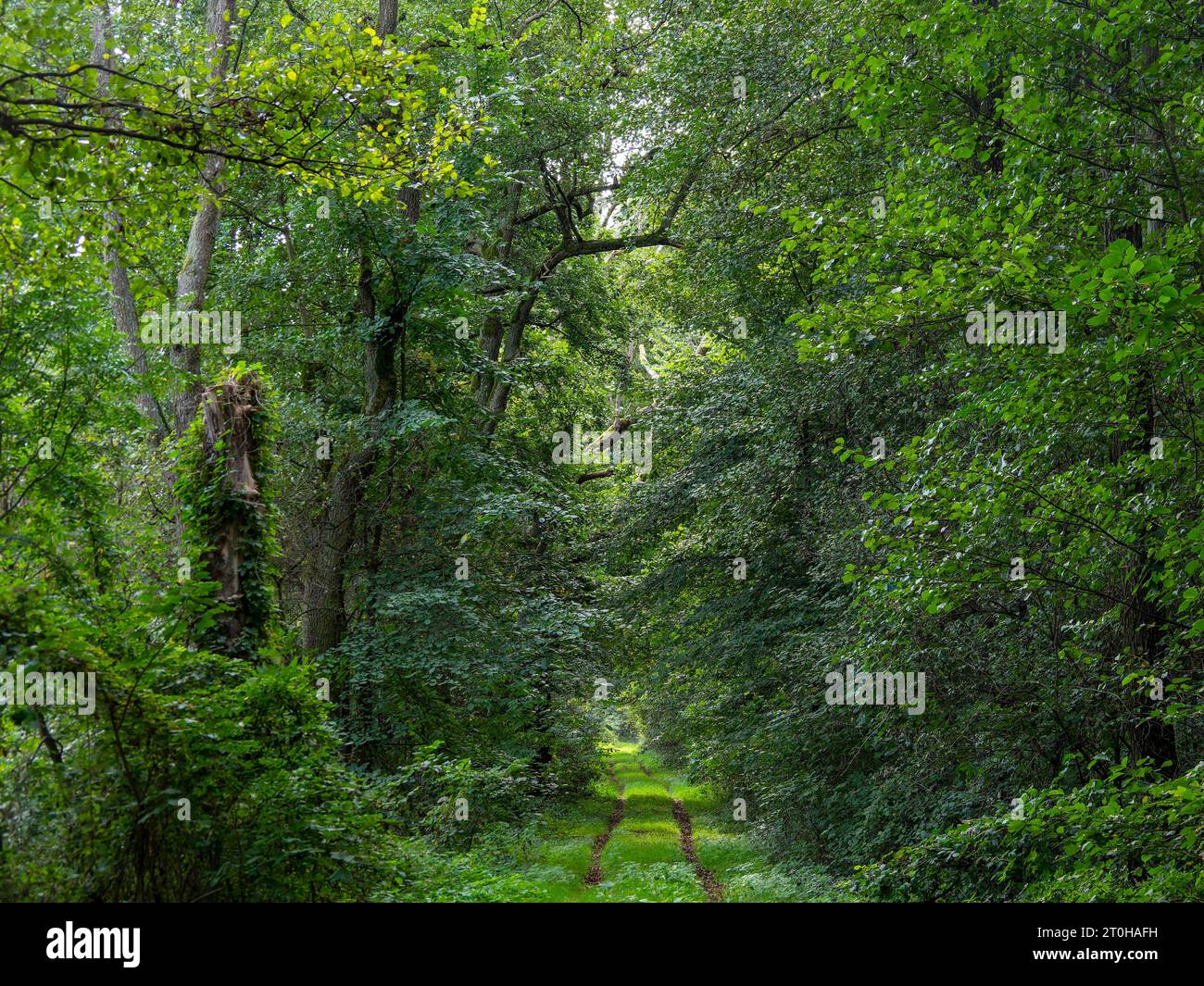 Deciduous forest and hiking trail in the Spreewald biosphere reserve ...