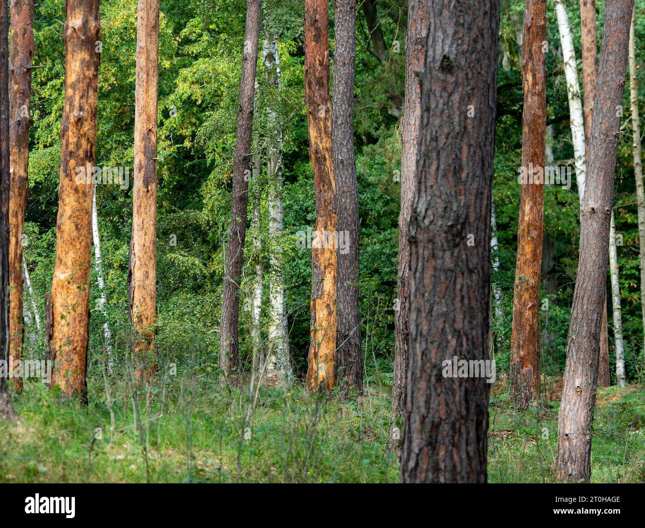 Bark beetle in pine forest, trees and tree trunks infested by pests ...