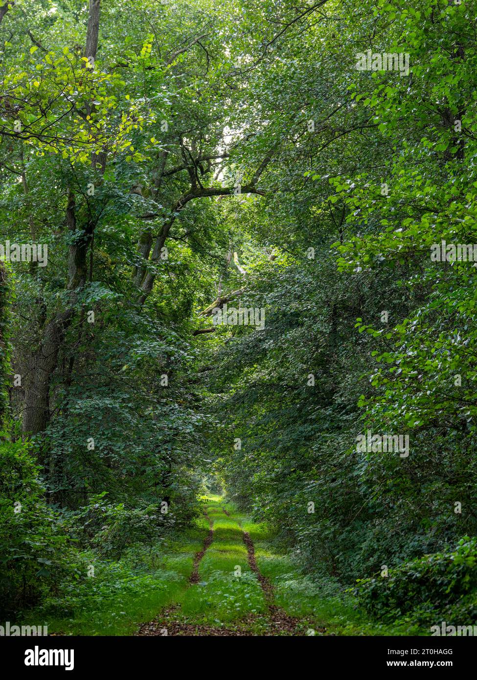 Deciduous forest and hiking trail in the Spreewald biosphere reserve ...