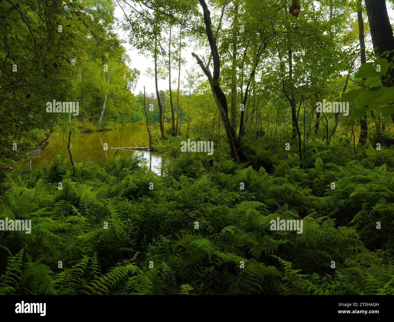 Wilderness with ferns and bushes and wetlands, Heideseen, Spreewald ...