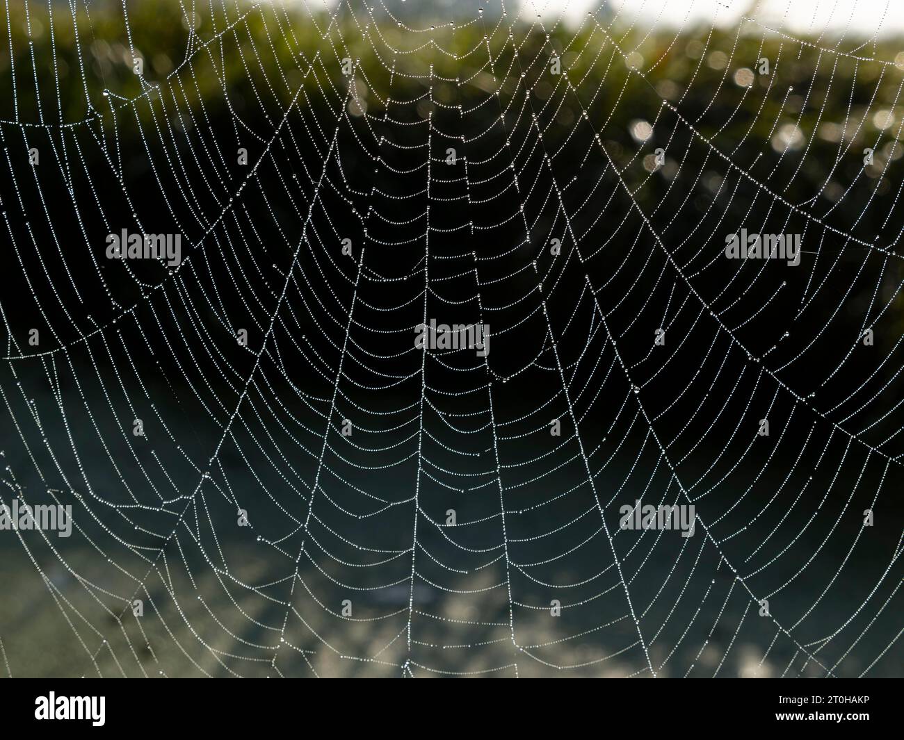 Spider web of web spiders (Araneae) on the river above the water ...