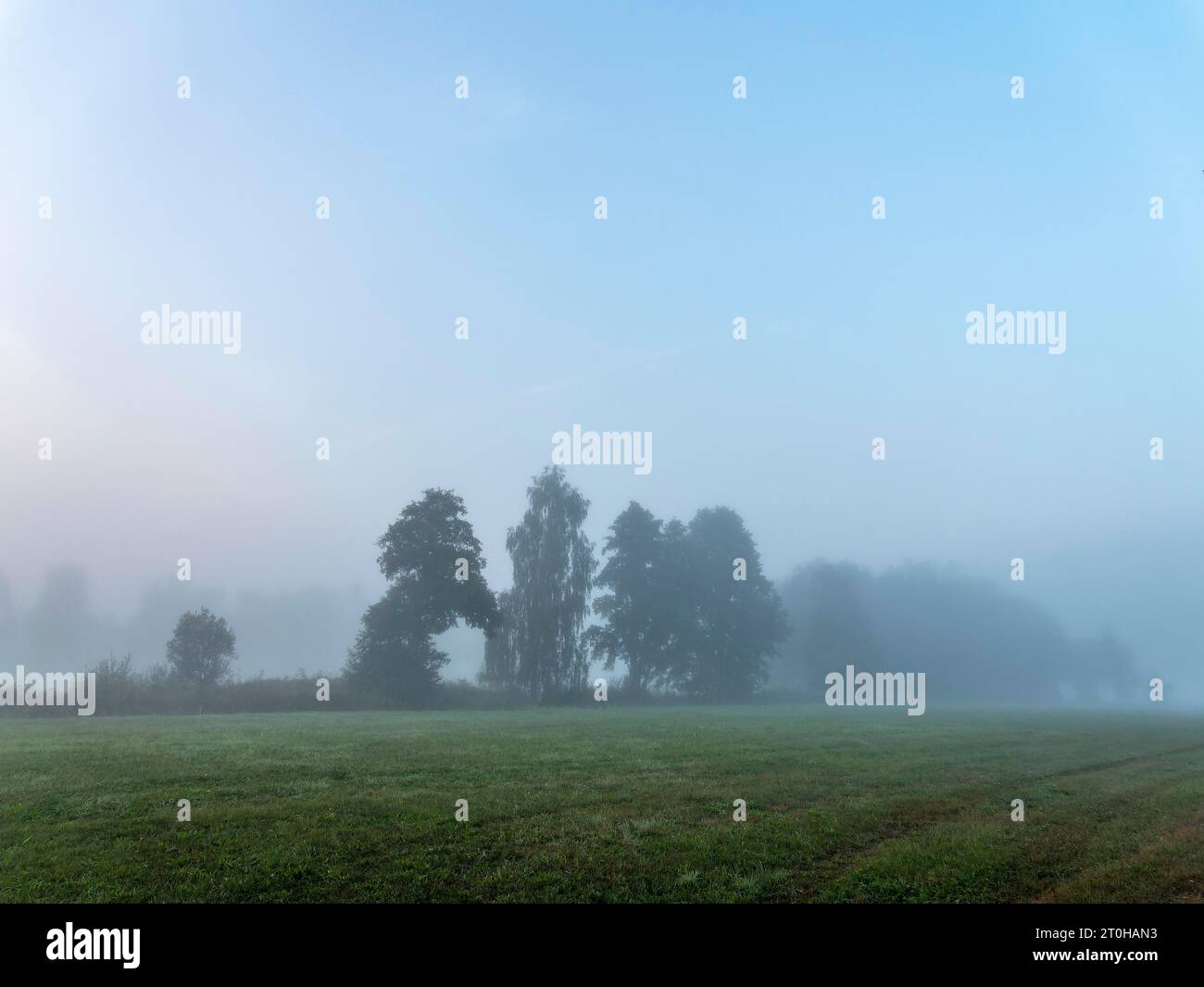 Fog over meadows and trees, magical landscape, Spreewald, Brandenburg ...