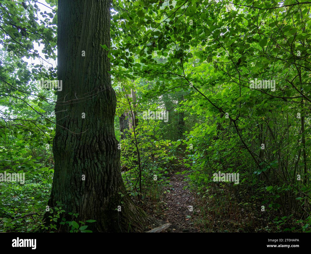 Nature trail and tall trees, wilderness, Schlepzig, Spreewald ...