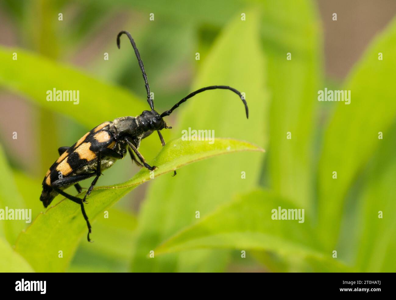Longhorn beetle (Leptura quadrifasciata) (Syn.: Strangalia ...