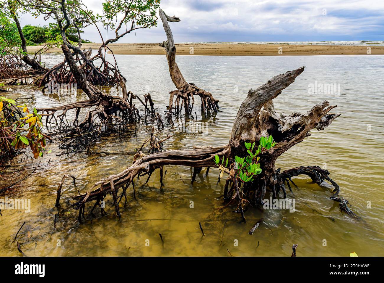Beautiful mangrove vegetation on Pe de Serra beach in the coastal city ...