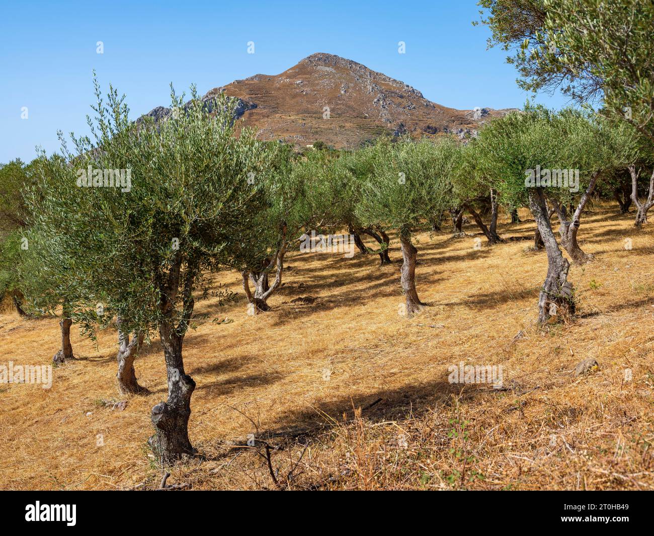 Olive grove in crete hi-res stock photography and images - Alamy