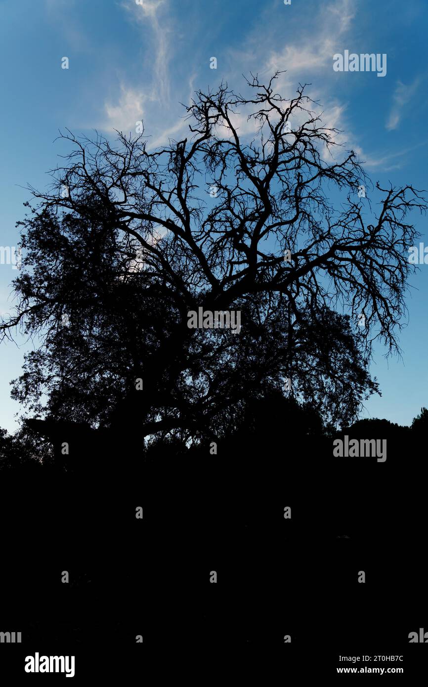 Dramatic dark silhouette of an old oak tree with dry branches with blue ...