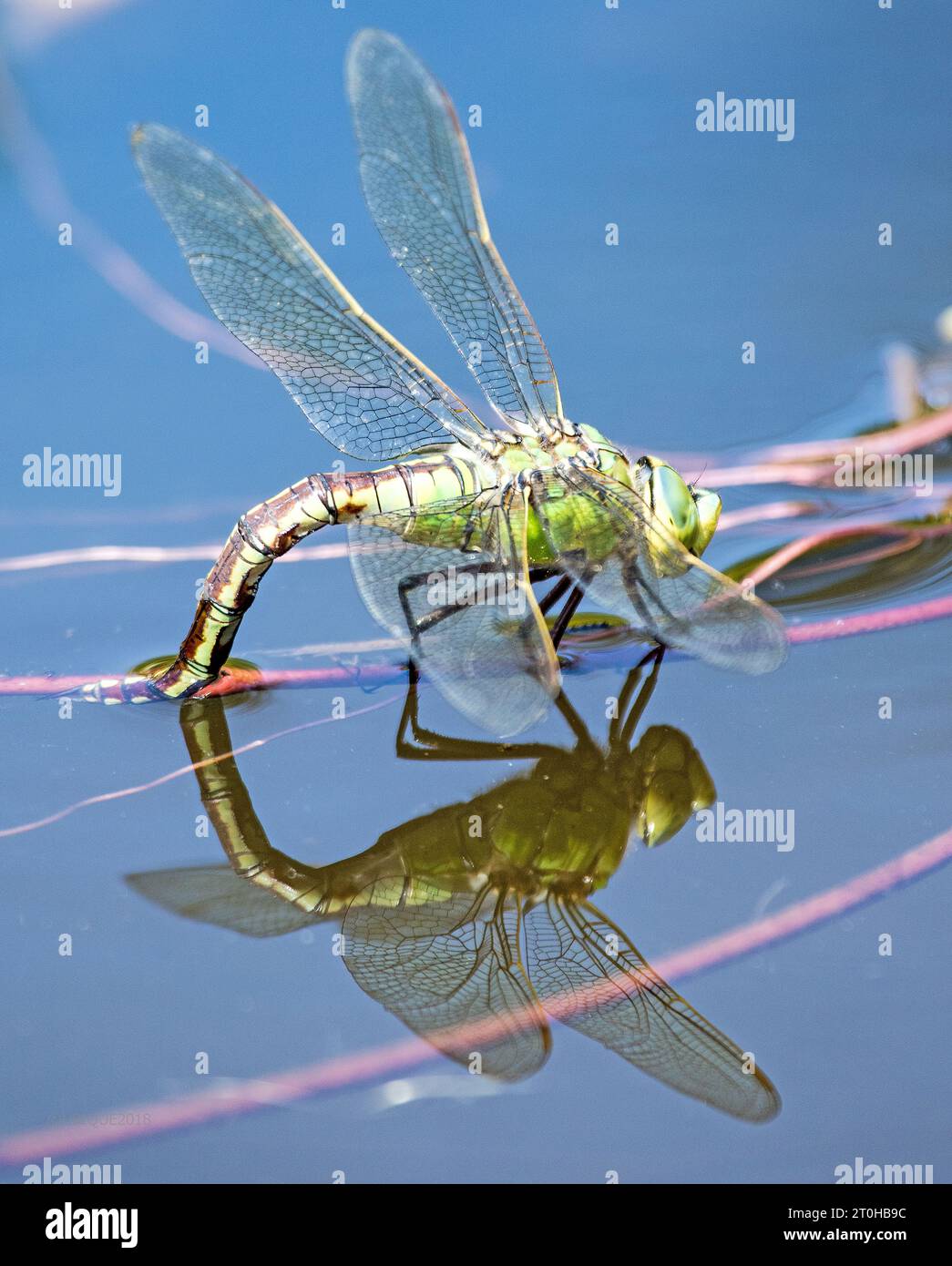 Female dragonfly laying eggs in water Stock Photo - Alamy