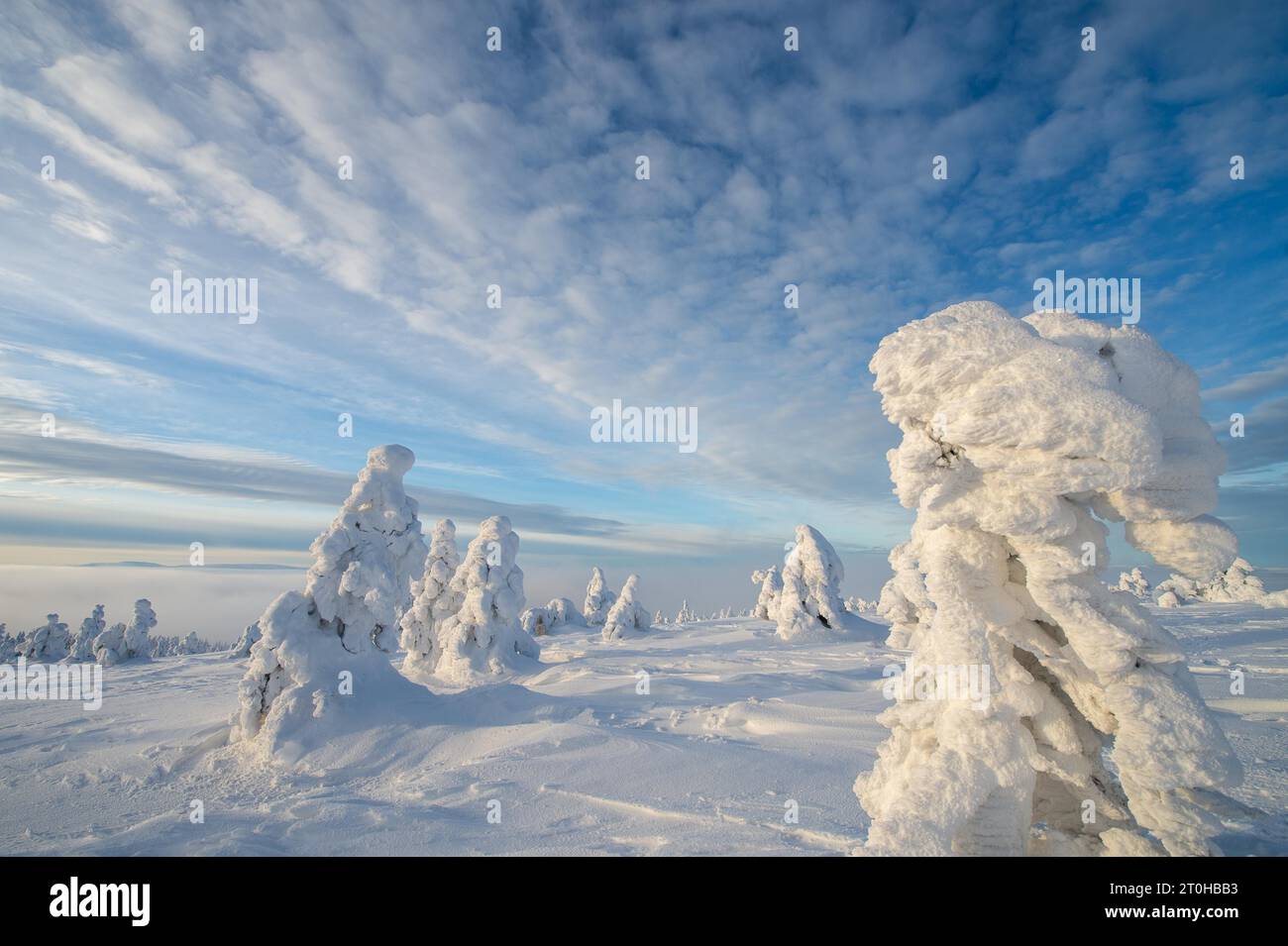 Winter Landscape with Snowy Trees, Levi, Finland Stock Photo - Alamy