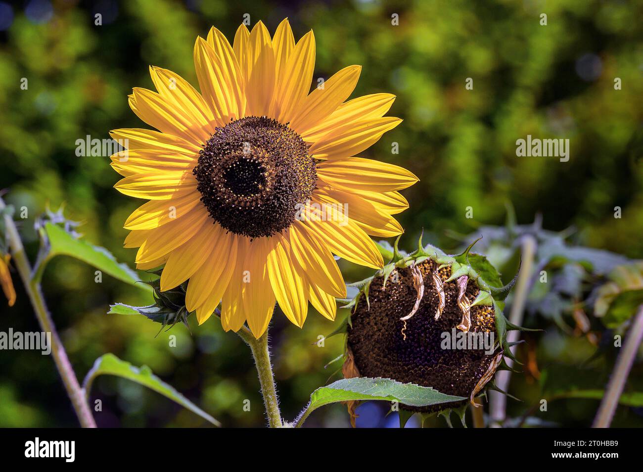 Flowering and faded sunflower (Helianthus annuus), Bavaria, Germany ...