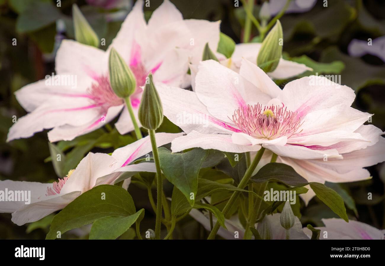 Floral displays in the great pavilion at the Chelsea Flower Show 2023 ...