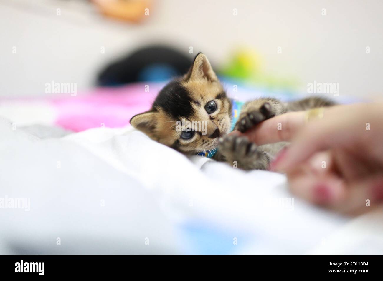 Baby tabby hi-res stock photography and images - Alamy