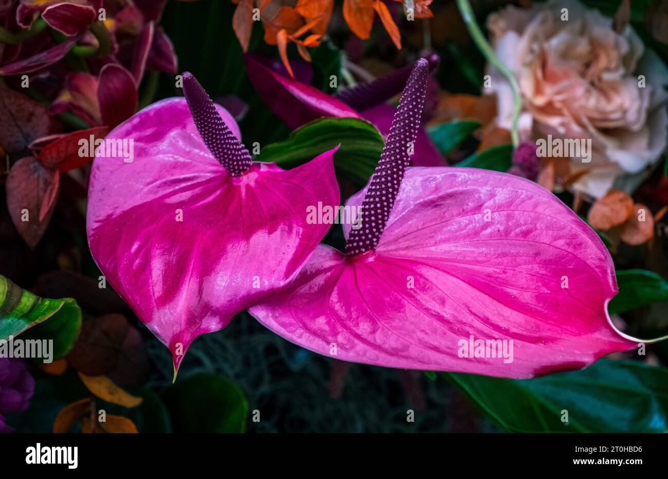 Floral display in the great pavilion at the Chelsea Flower Show 2023 in ...