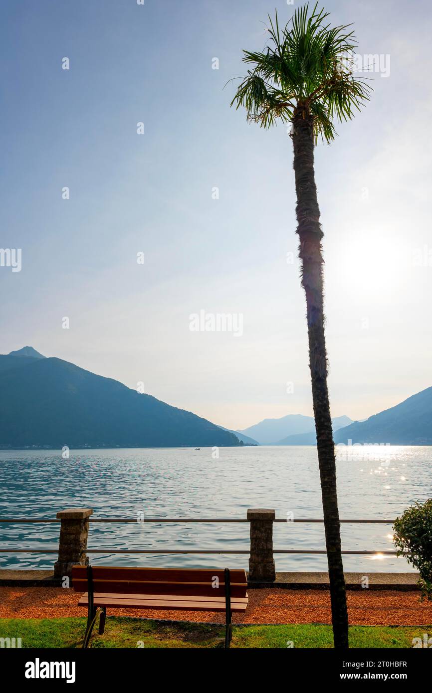 Beautiful Palm Tree and a Bench on the Waterfront with Railing to Lake ...