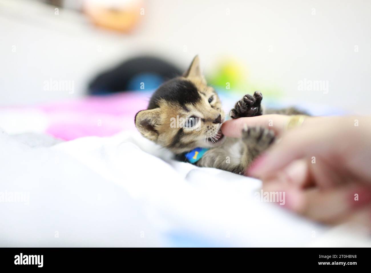 Baby tabby hi-res stock photography and images - Alamy