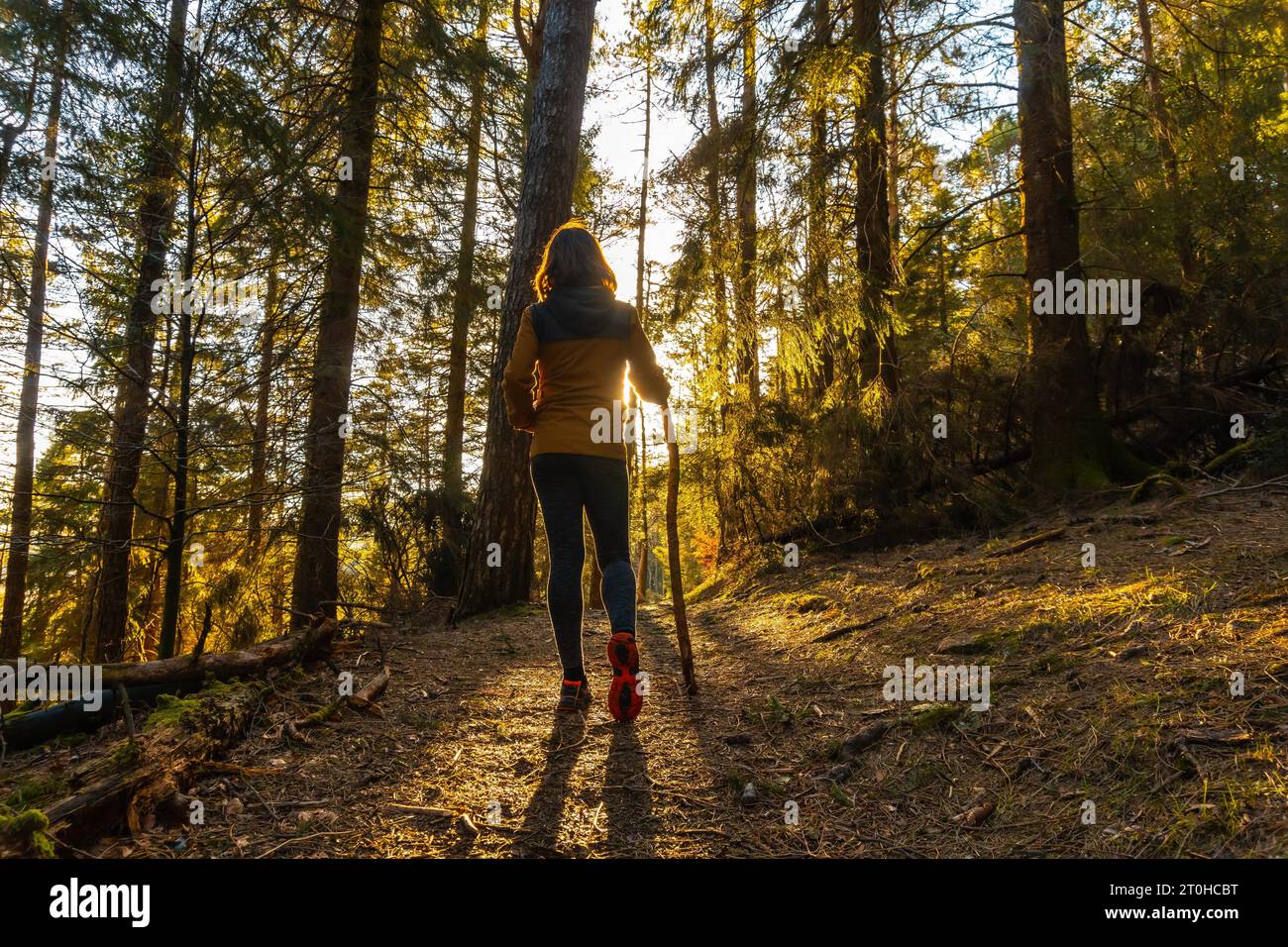 A young woman walking through the beautiful forest at sunset with the ...