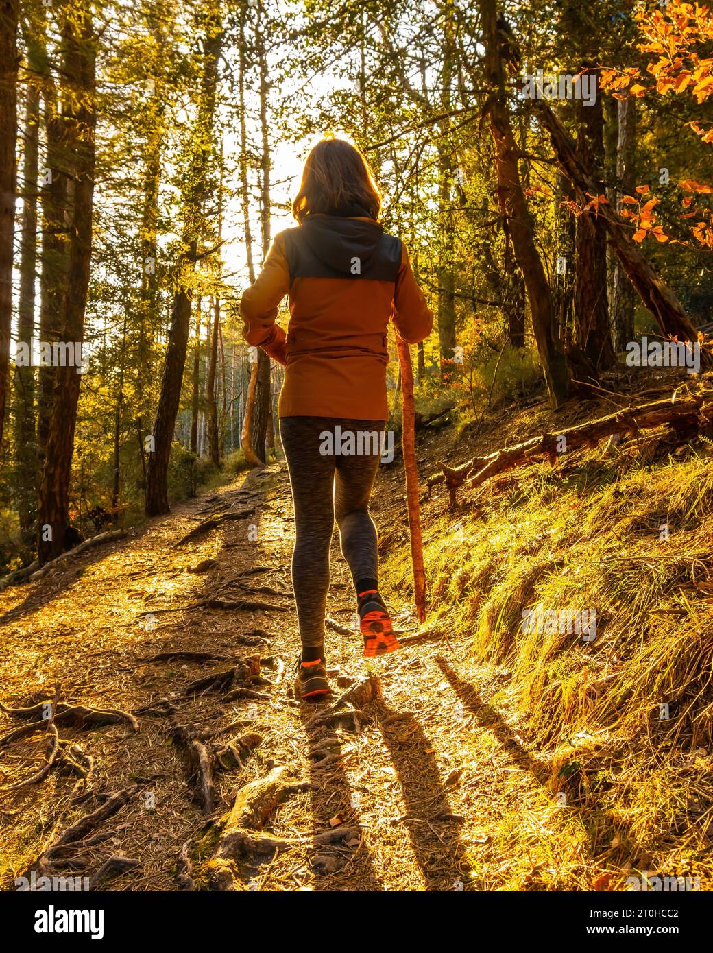 A young woman walking through the beautiful forest at sunset with the ...