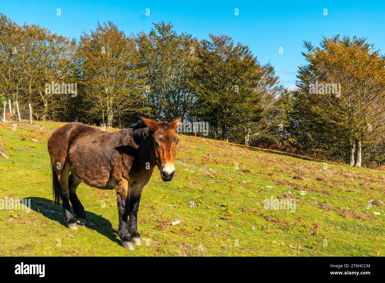 Free horses on Mount Izu in the Artikutza natural park. Basque Country ...