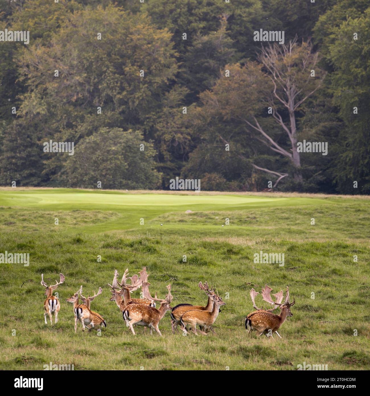 Dyrehaven park copenhagen hi-res stock photography and images - Alamy