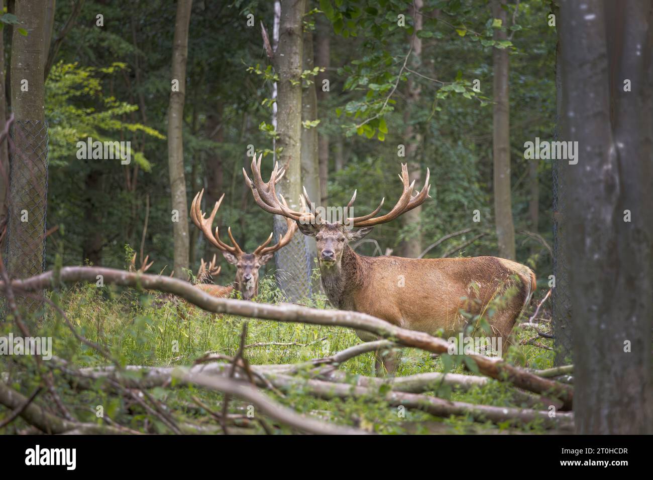 Dyrehaven park copenhagen hi-res stock photography and images - Alamy