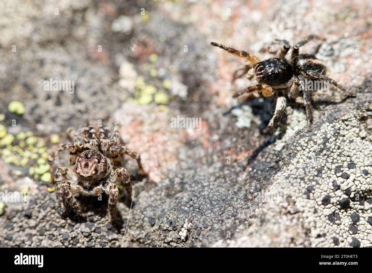 V-fronted jumping spider courtship display (Aelurillus v-insignitus ...