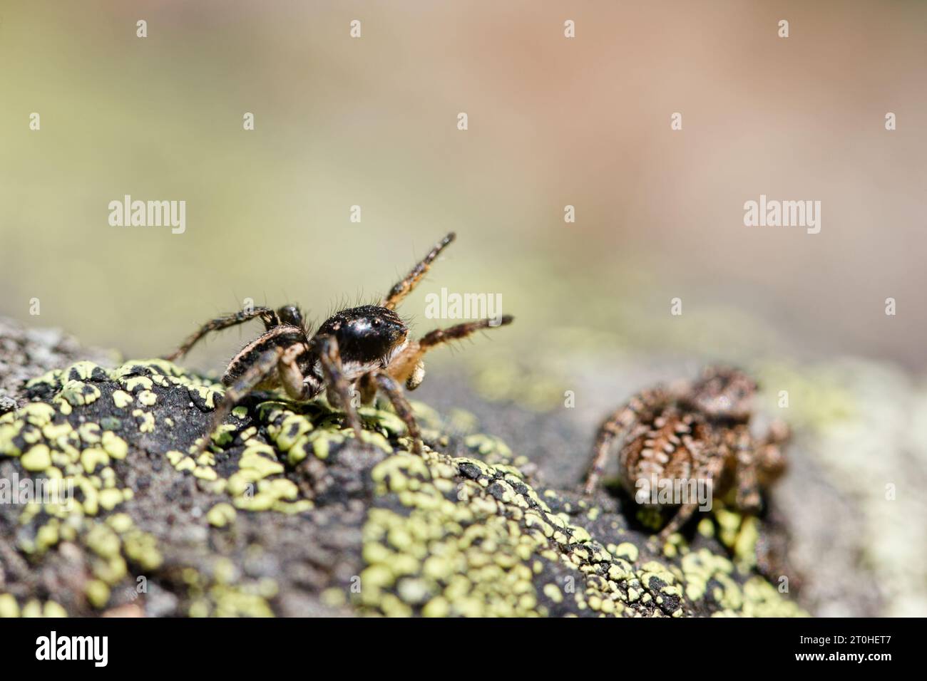 V-fronted jumping spider courtship display (Aelurillus v-insignitus ...