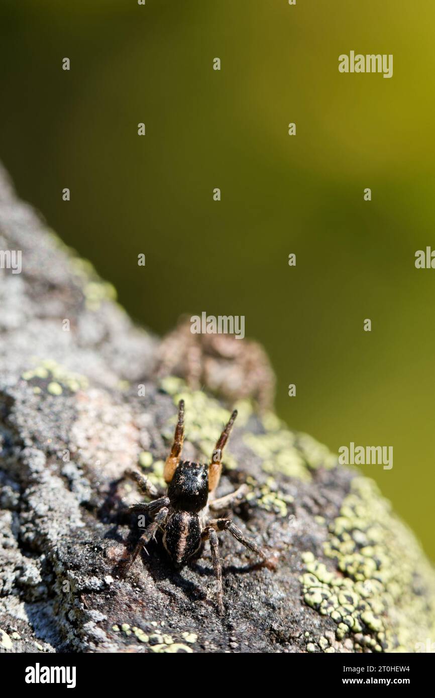 V-fronted jumping spider courtship display (Aelurillus v-insignitus ...