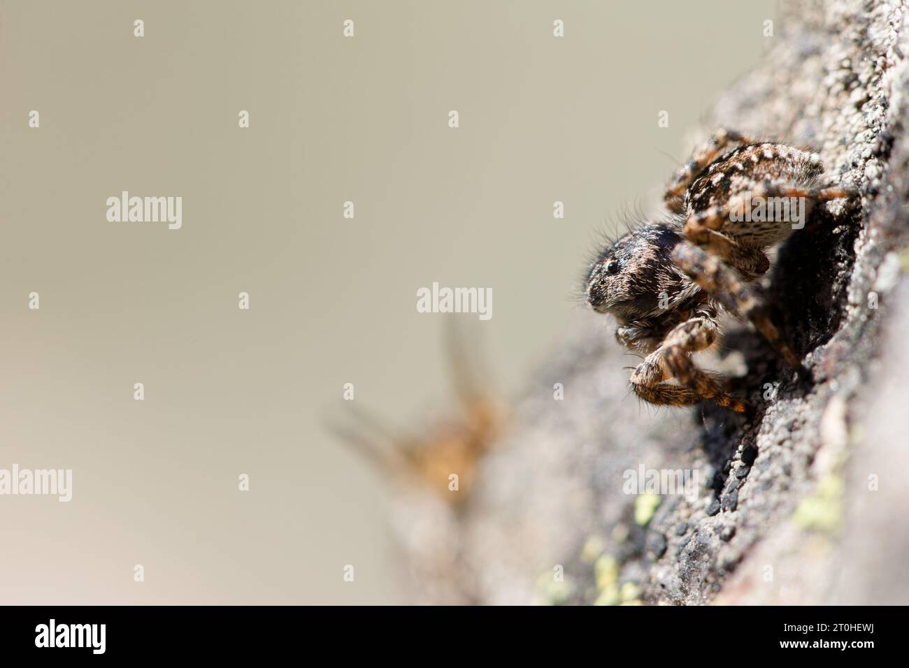 V-fronted jumping spider courtship display (Aelurillus v-insignitus ...