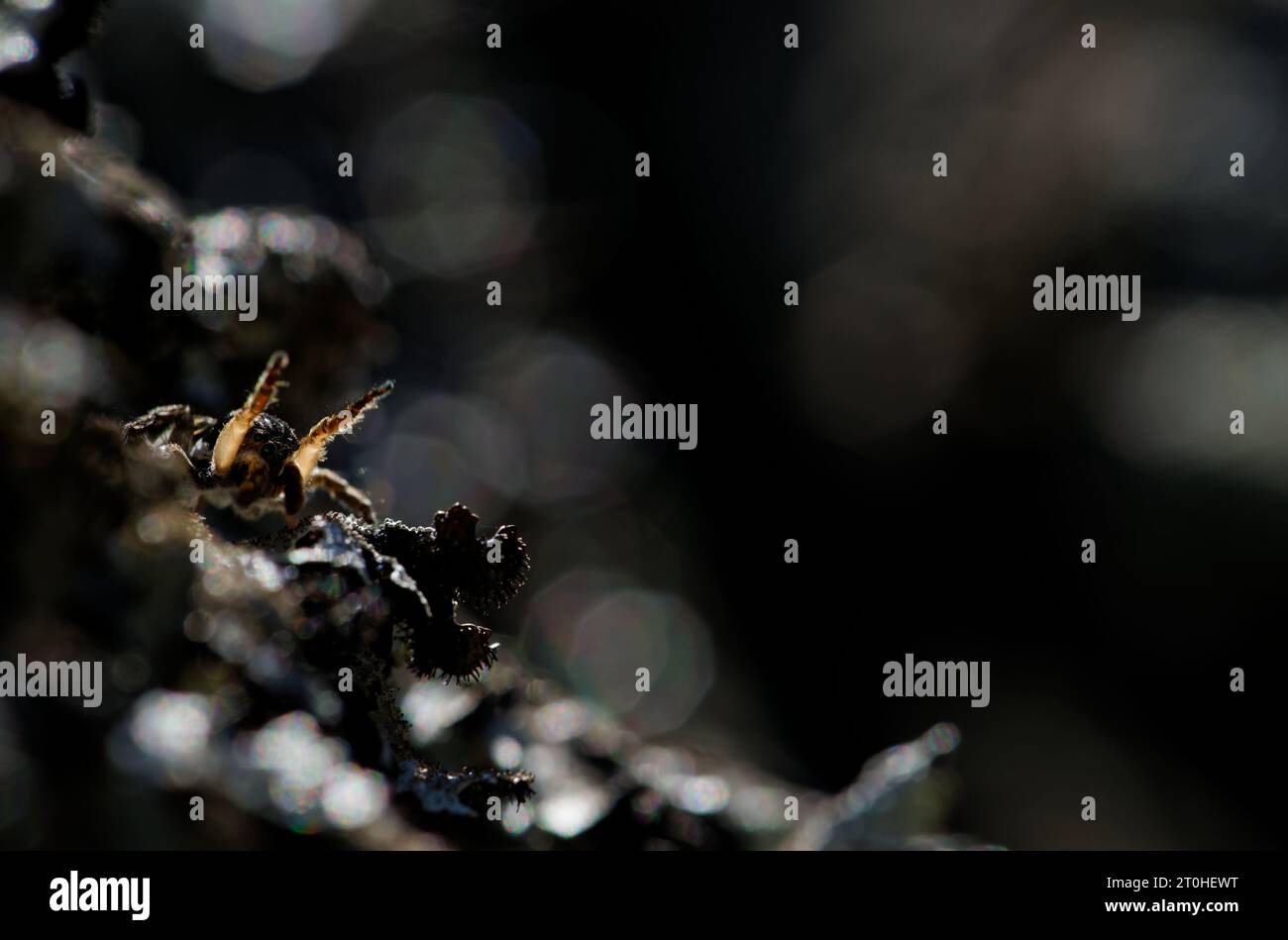 V-fronted jumping spider courtship display (Aelurillus v-insignitus ...