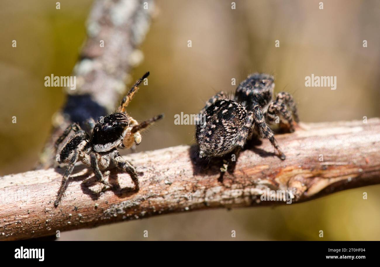 V-fronted jumping spider courtship display (Aelurillus v-insignitus ...