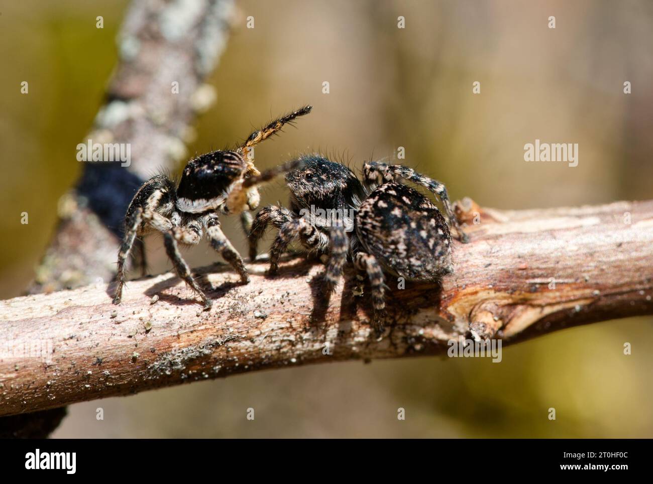 V-fronted jumping spider courtship display (Aelurillus v-insignitus ...