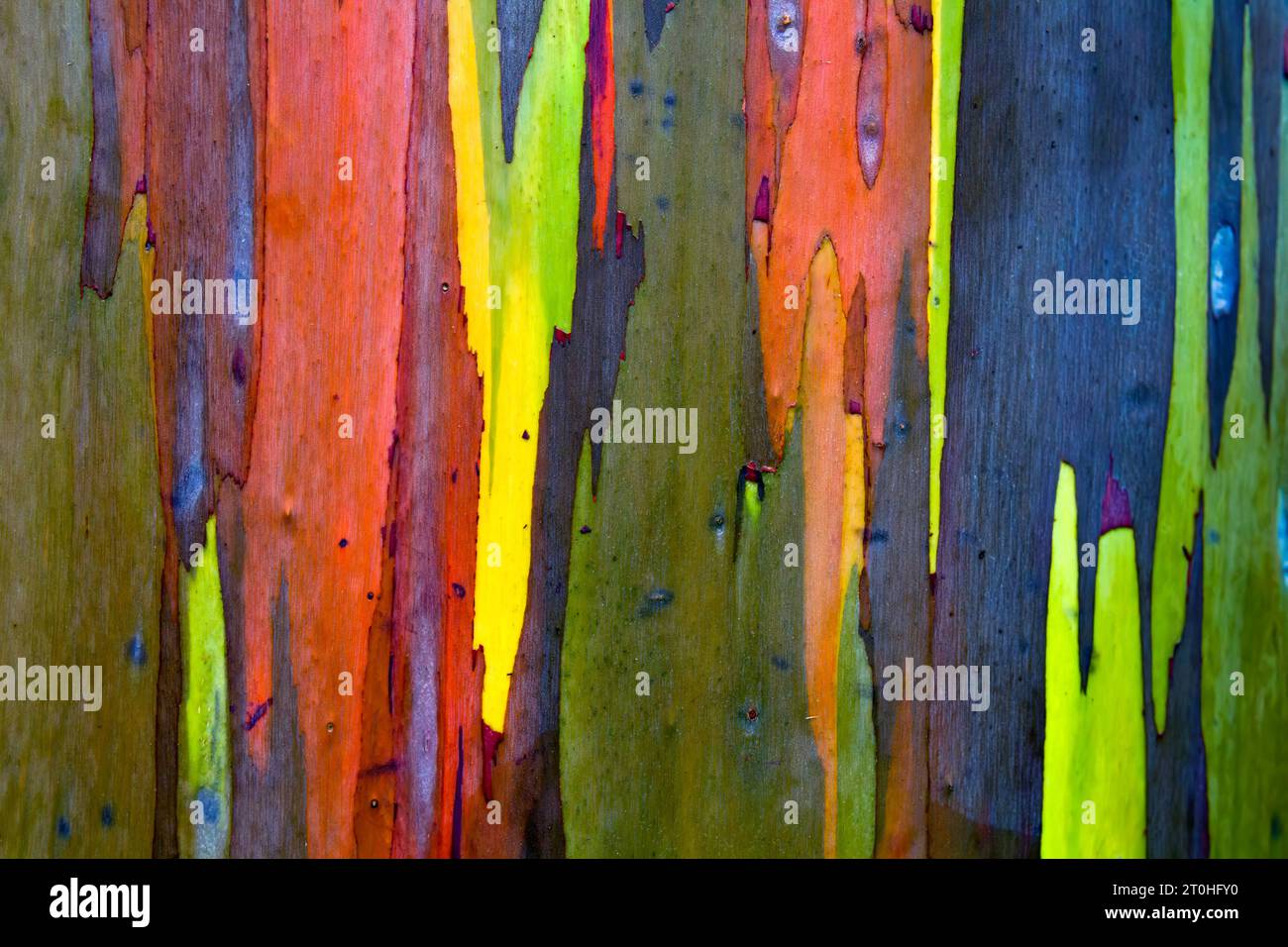 Bark eucalyptus background hi-res stock photography and images - Alamy