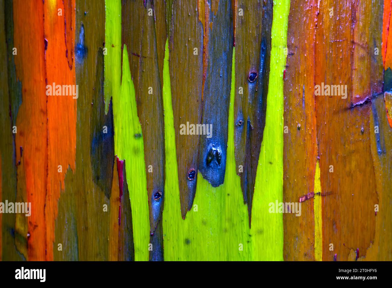 Bark eucalyptus background hi-res stock photography and images - Alamy