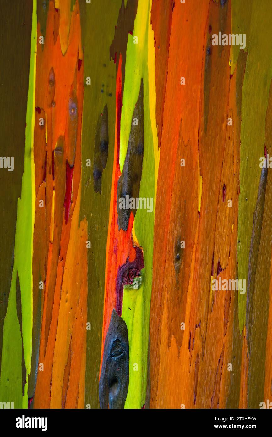 Amazing eucalyptus tree hi-res stock photography and images - Alamy