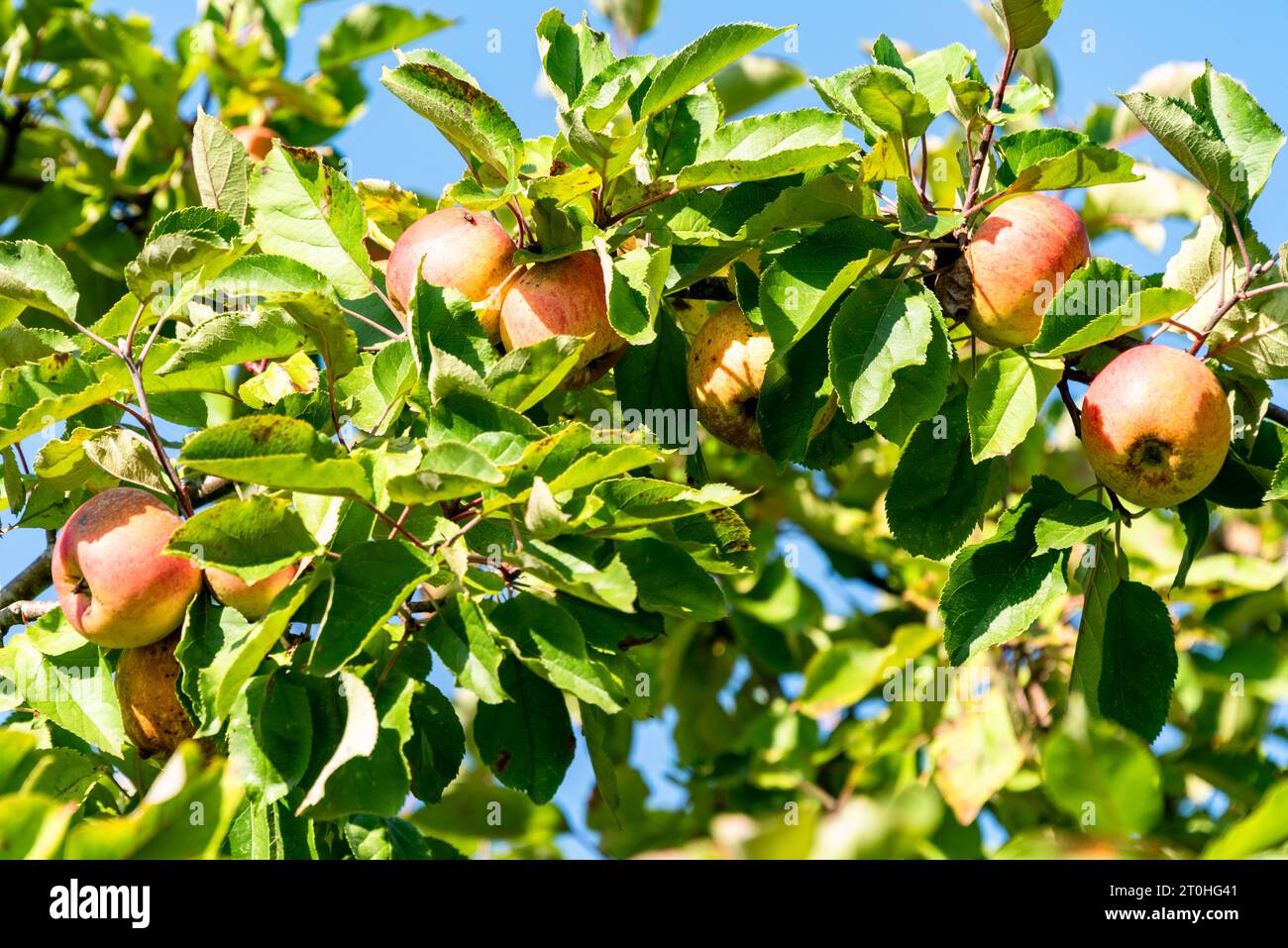Baum bauernhof herbst bauernhaus hi-res stock photography and images ...