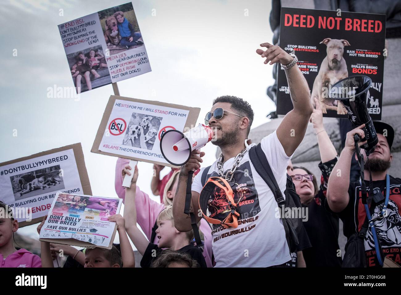 American bully xl ban hi-res stock photography and images - Alamy