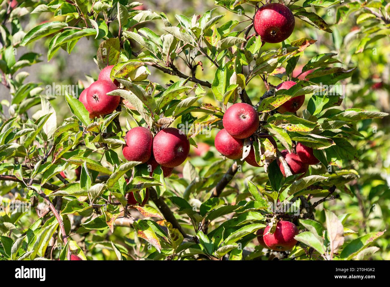 Baum bauernhof herbst bauernhaus hi-res stock photography and images ...