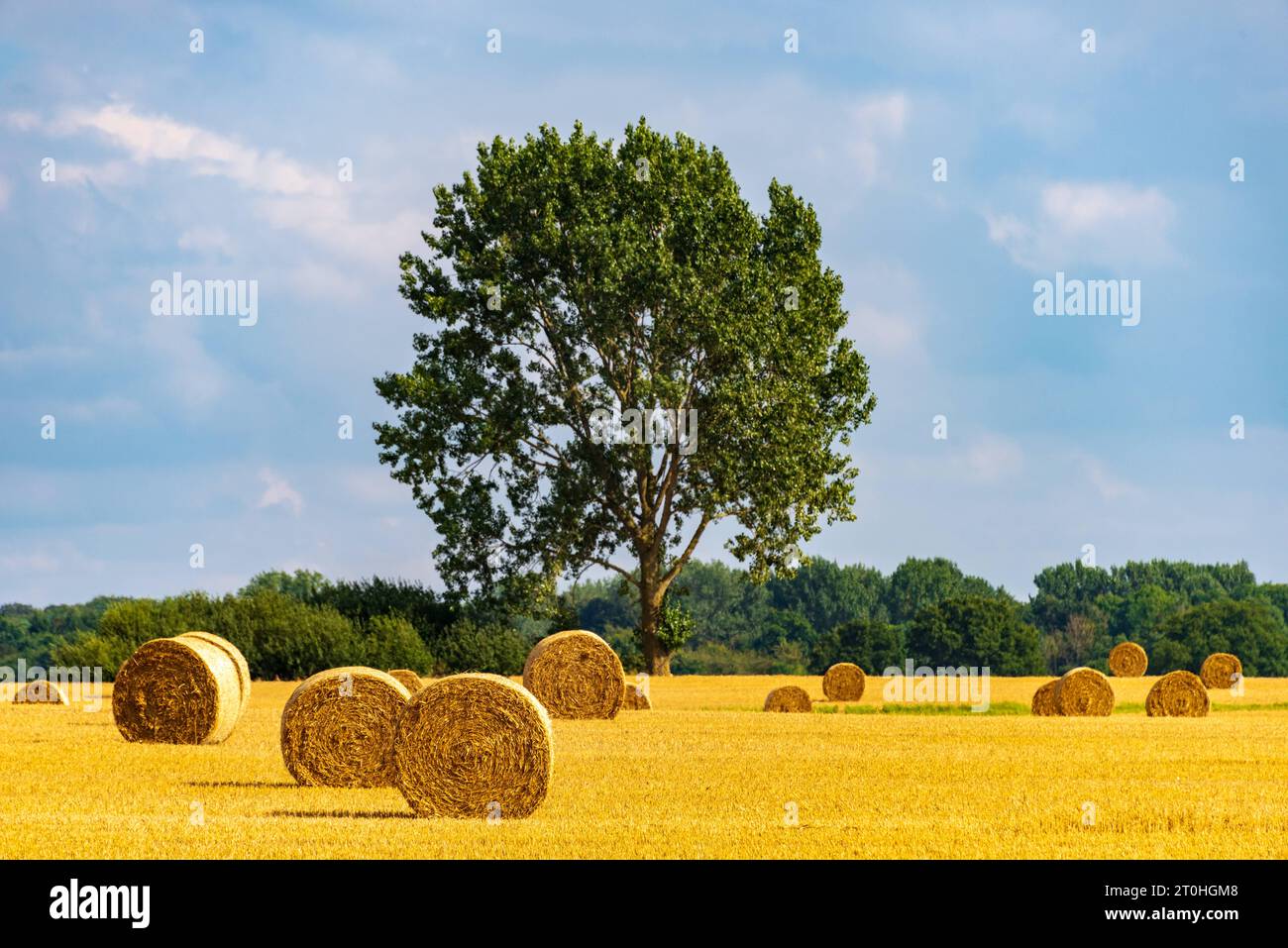 Strohballen und baum hi-res stock photography and images - Alamy