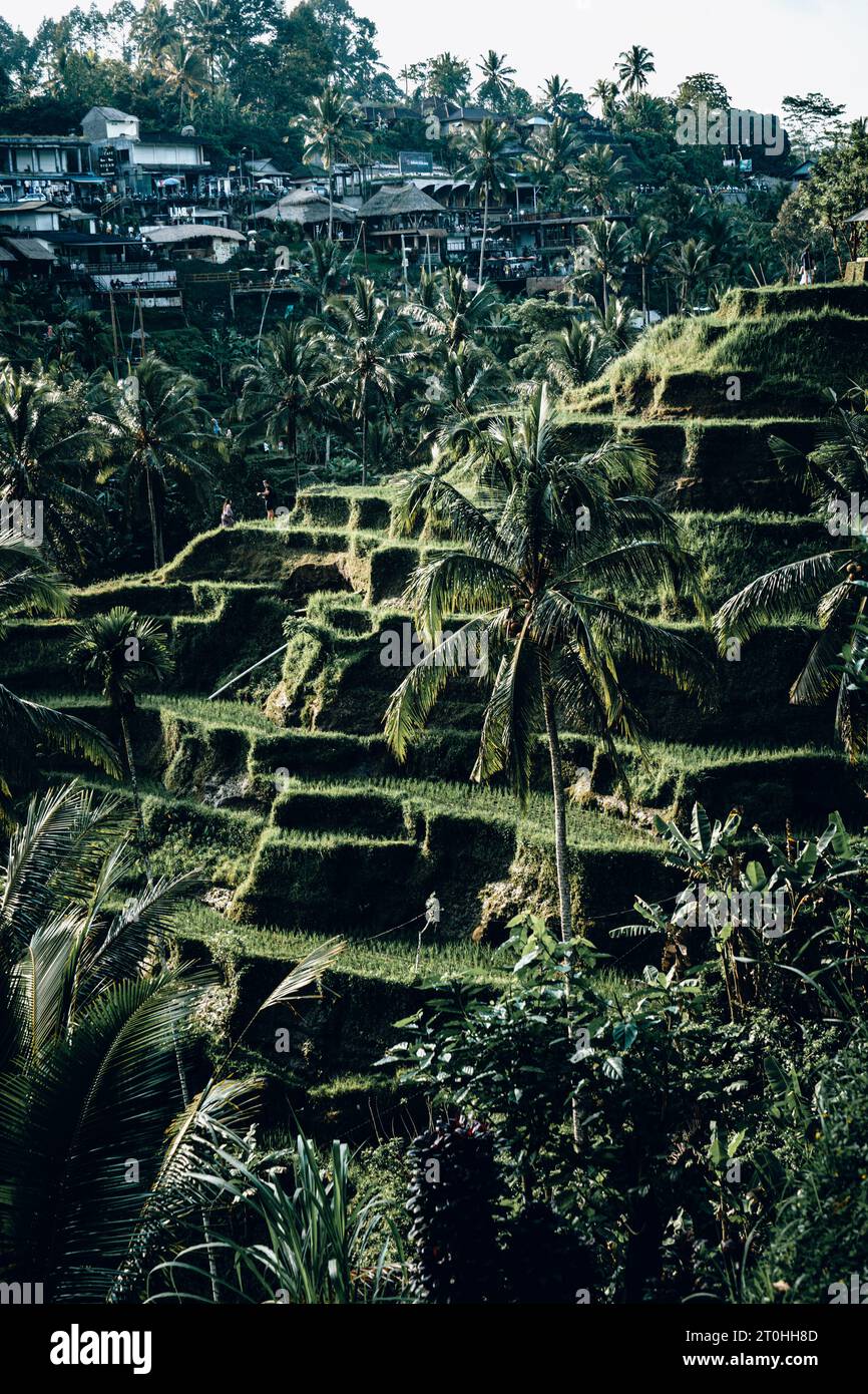 Tegalalang Rice Terrace Stock Photo - Alamy