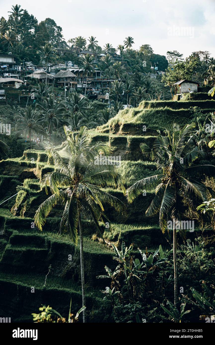 Tegalalang Rice Terrace Stock Photo - Alamy