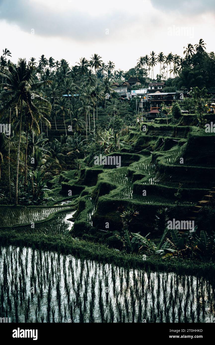 Tegalalang Rice Terrace Stock Photo - Alamy