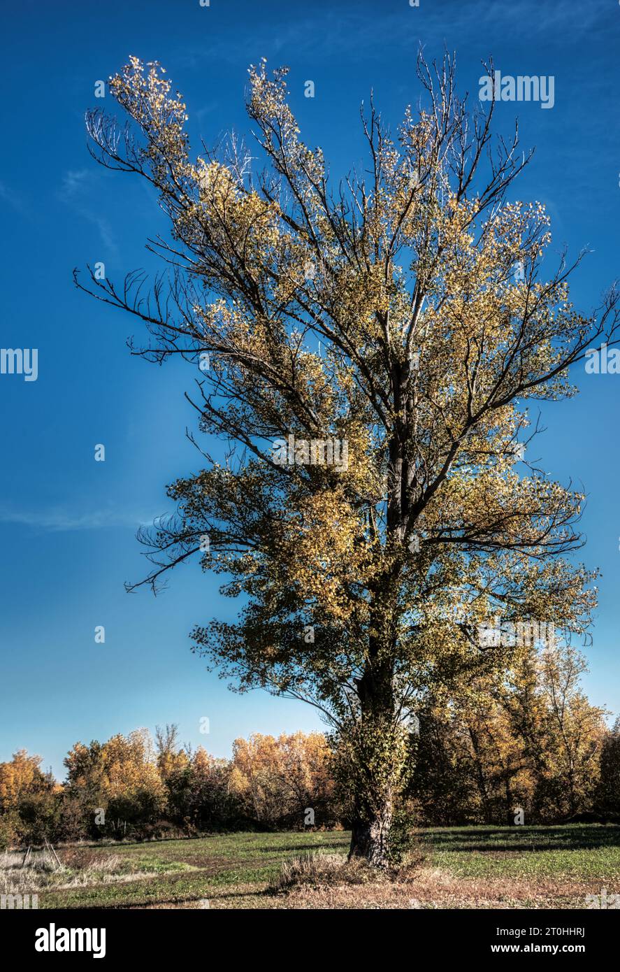 A tall tree proudly displays its foliage reinvigorated by the spring ...