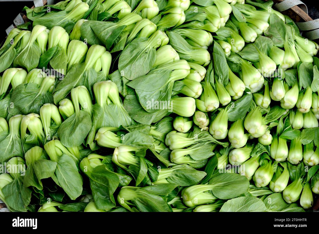 Baby Pak Choy (Chinese Cabbage) at a farmers market in China Stock ...