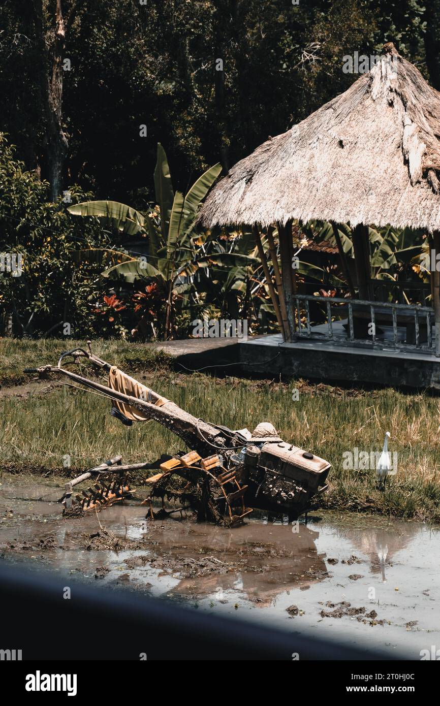 Working ricefield hi-res stock photography and images - Alamy