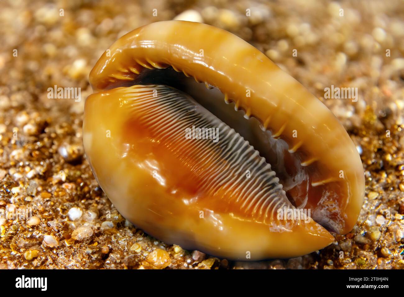 Queen scallop hi-res stock photography and images - Alamy