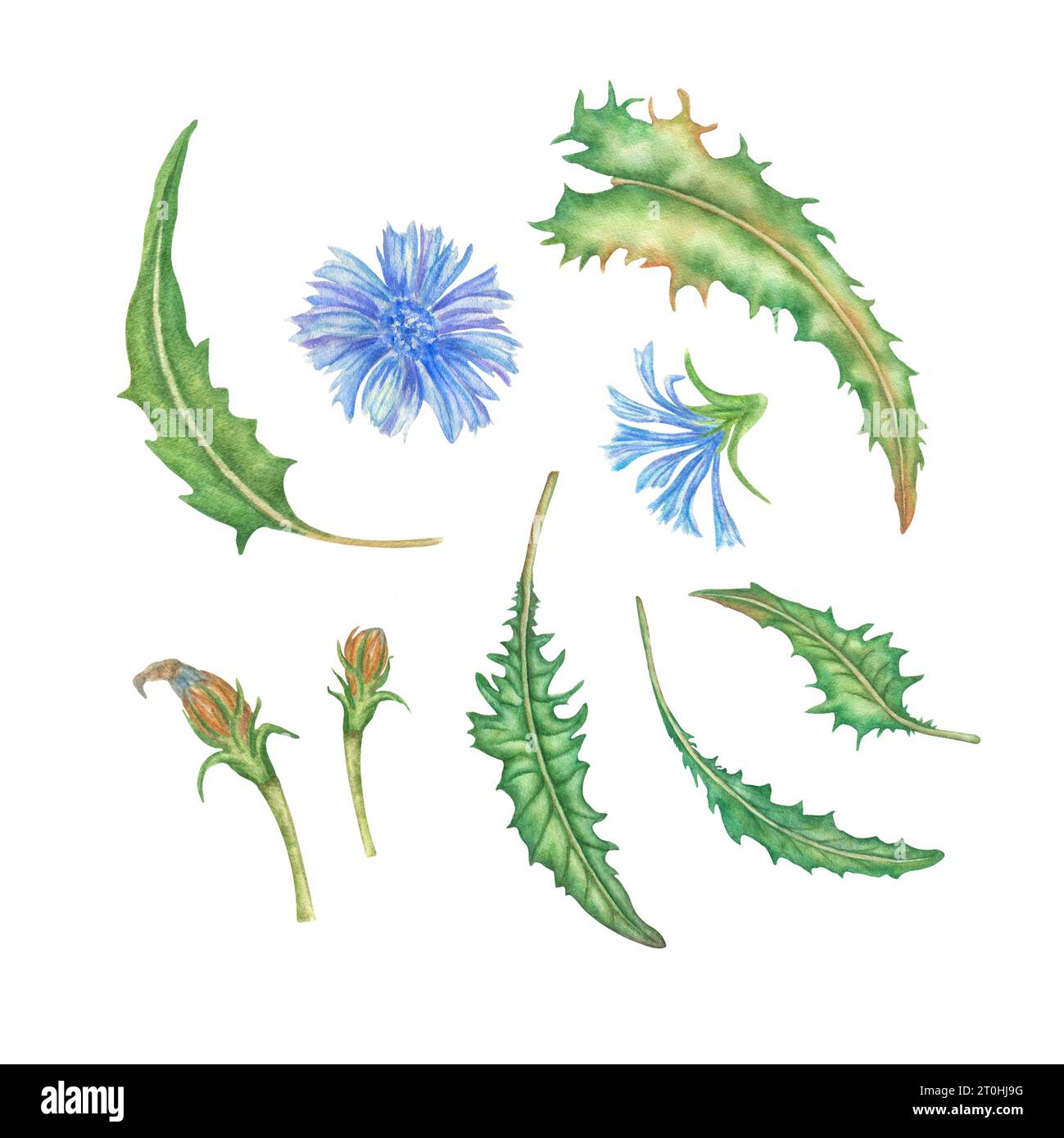 chicory plant with flowers and set leaves. Watercolor illustration blue ...