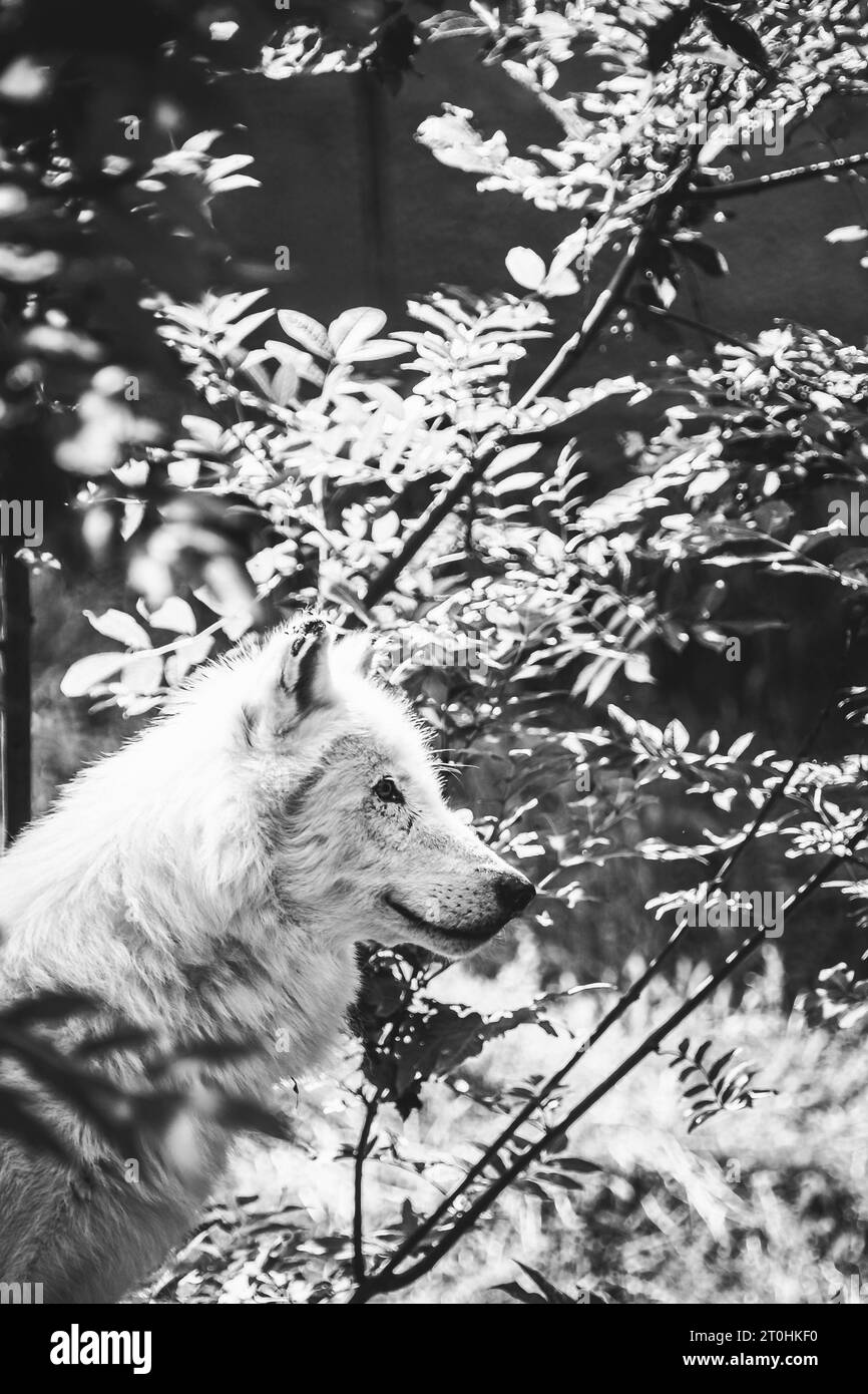 Portrait of a beautiful arctic wolf or white wolf Stock Photo - Alamy